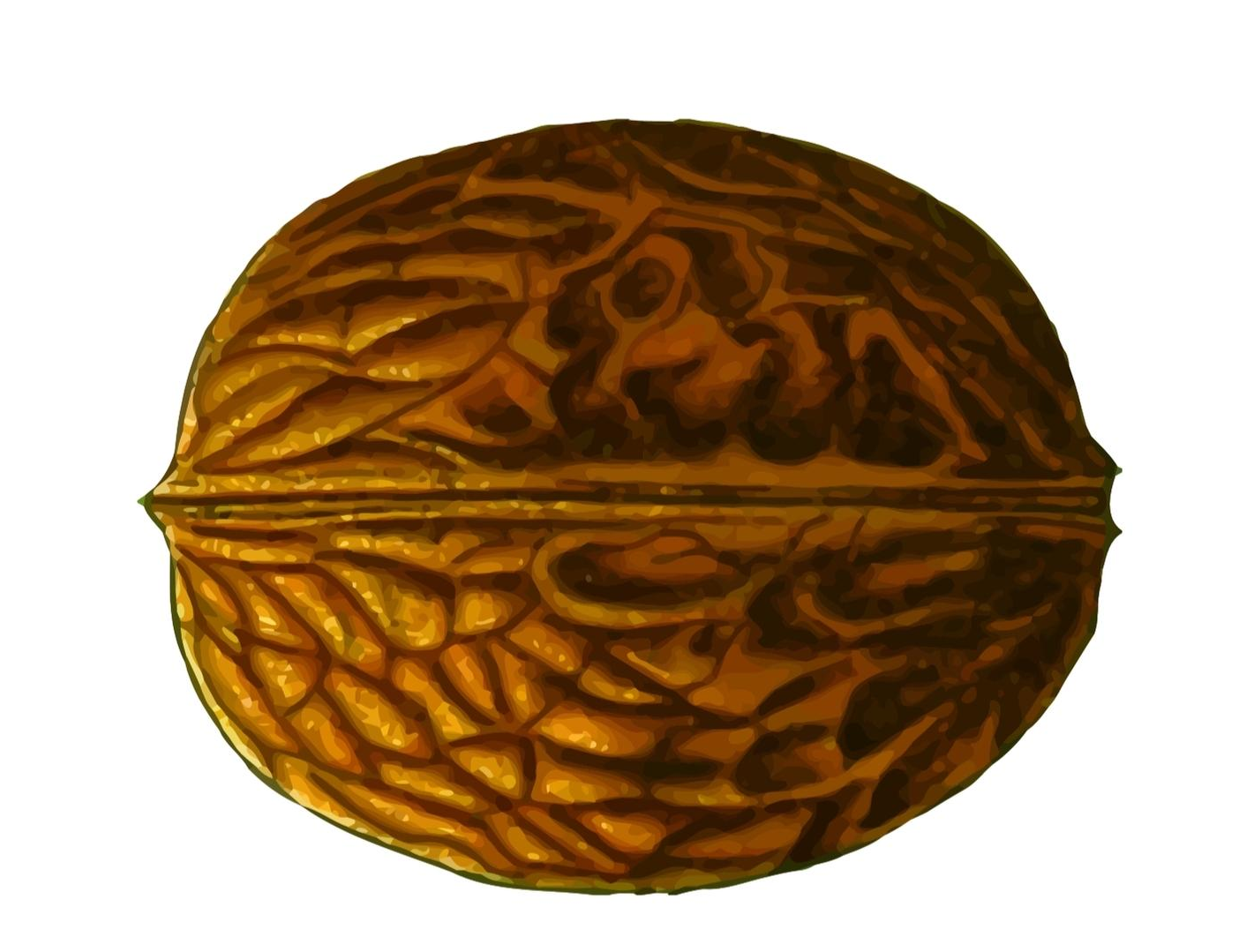 A fél dió - Magyar szövegek és feladatok