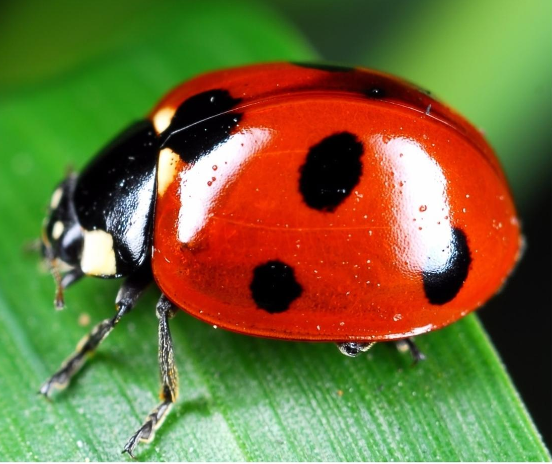 A fél dió - Magyar szövegek és feladatok