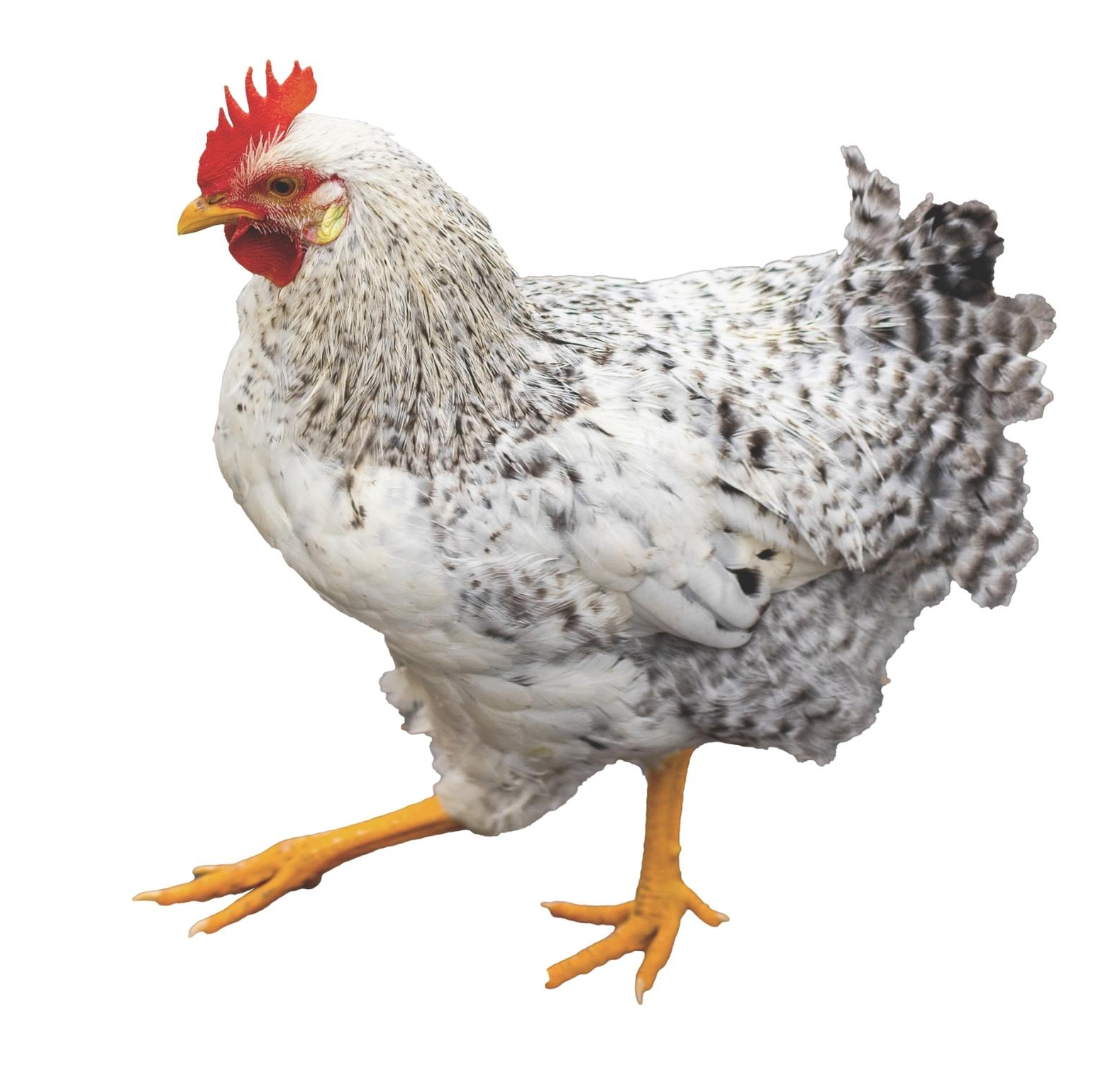 A fél dió - Magyar szövegek és feladatok